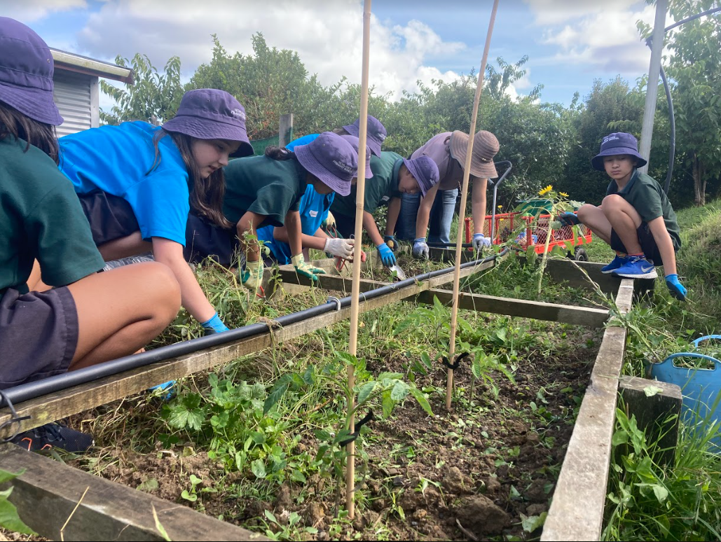 Newlands Primary School - Garden to Table