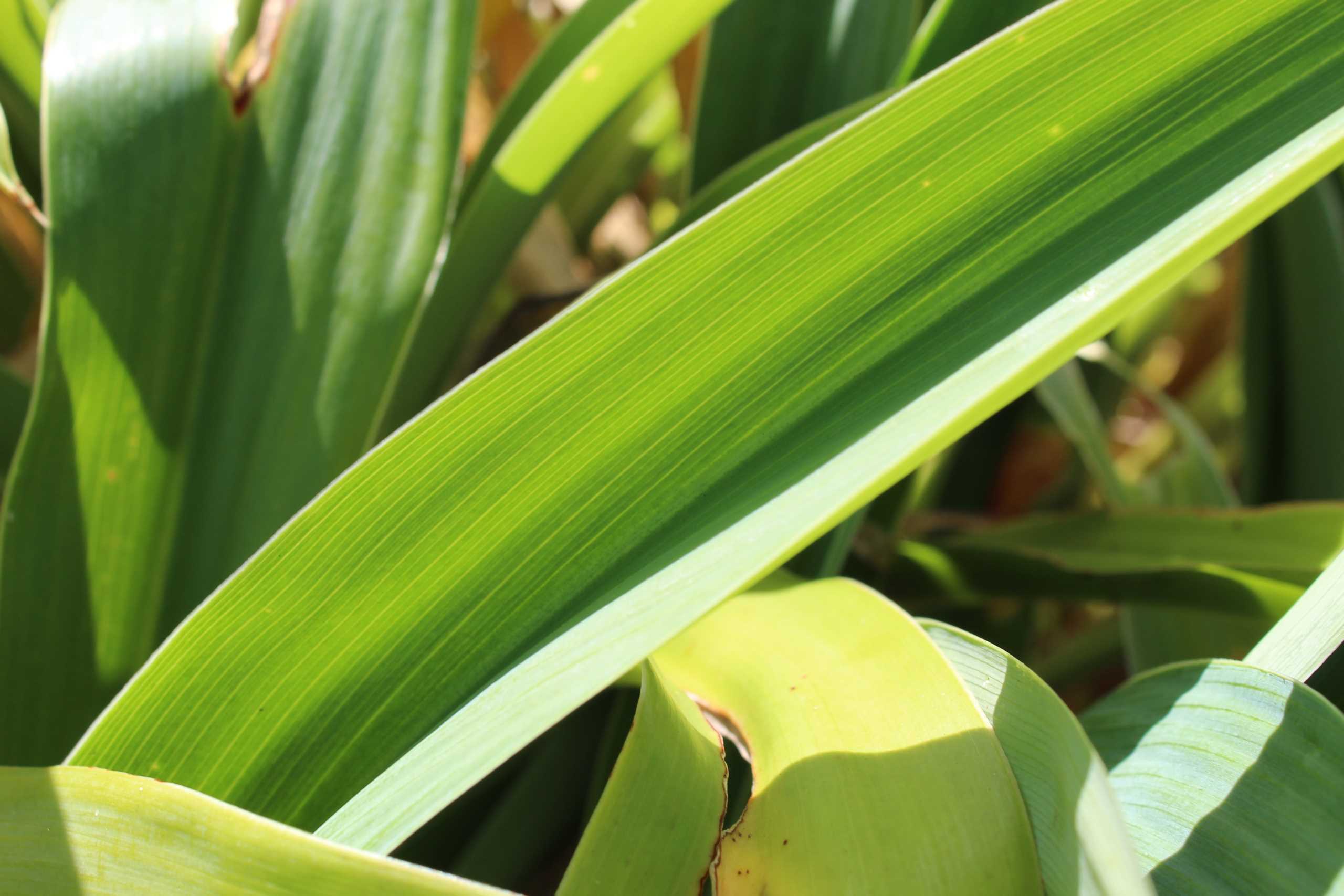 Avondale Intermediate - AI Home