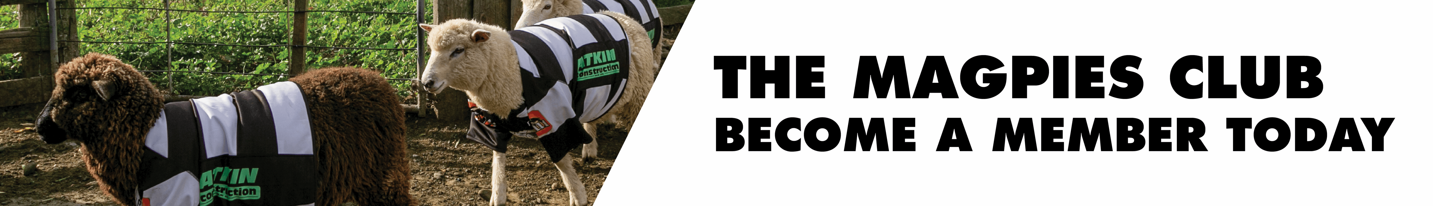 Hawke's Bay Magpies - The Magpies Club