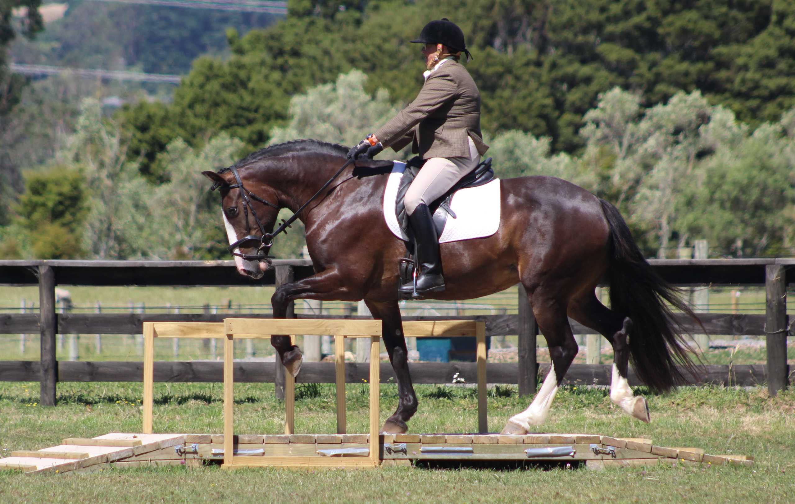 Kapiti Working Equitation Group - Home