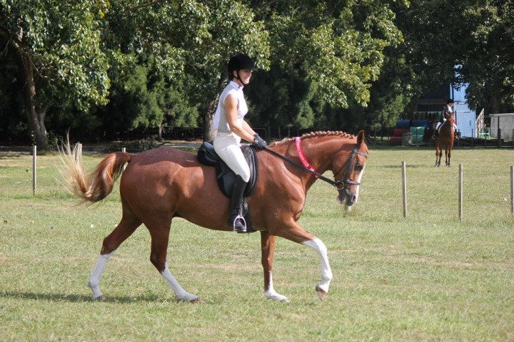 Waitemata Adult Riding Club - Home