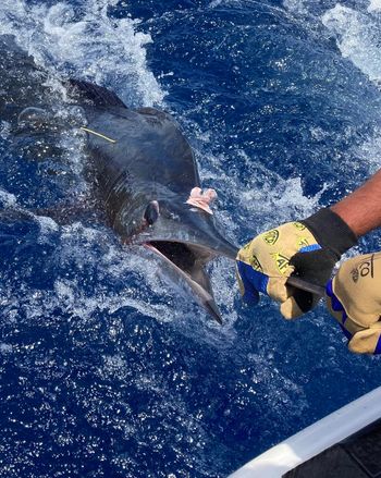 FIRST TAG & RELEASE STRIPED MARLIN FOR NZ THIS SEASON BY CLUB MEMBER