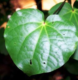 Growing and using kawakawa