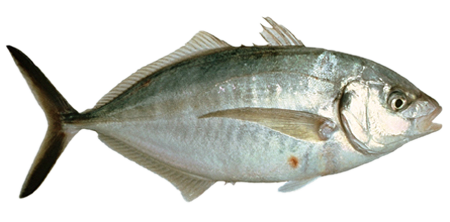 Houhora Big Game & Sport Fishing Club - KNOW YOUR FISH