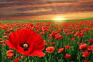 Make your own Poppy for ANZAC Day - In honor of our lost "Riflemen"